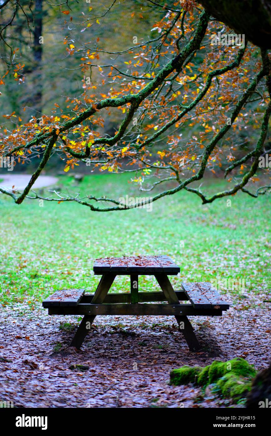 Moss covered picnic table hi-res stock photography and images - Alamy