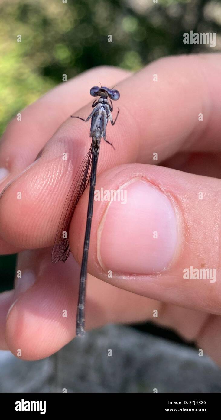 Variable Dancer (Argia fumipennis Stock Photo - Alamy
