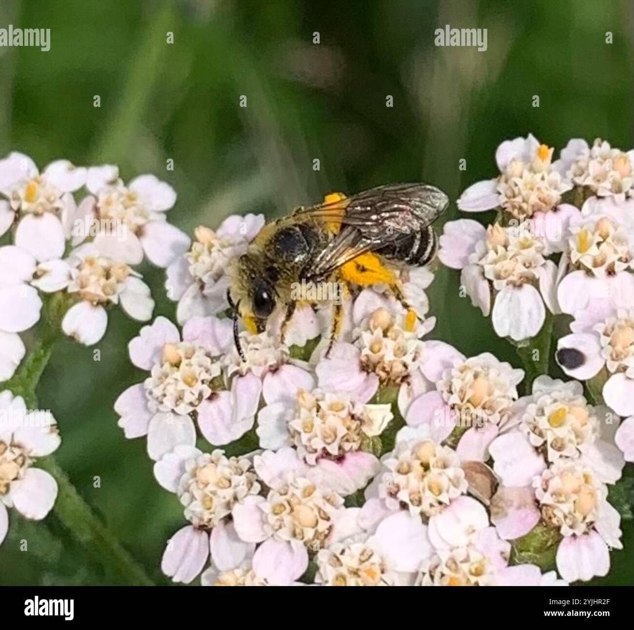Cellophane Bees (Colletes Stock Photo - Alamy
