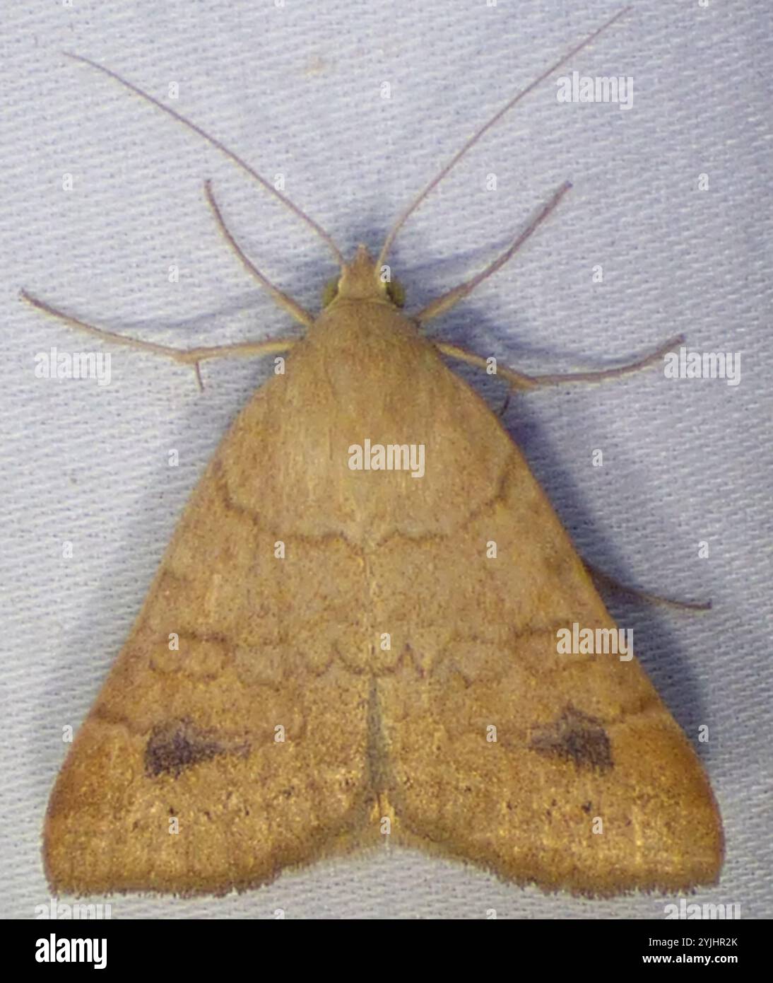 Vetch Looper Moth (Caenurgia chloropha Stock Photo - Alamy