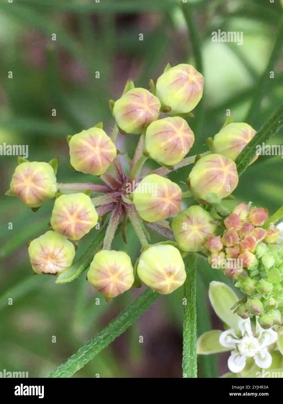 whorled milkweed (Asclepias verticillata Stock Photo - Alamy