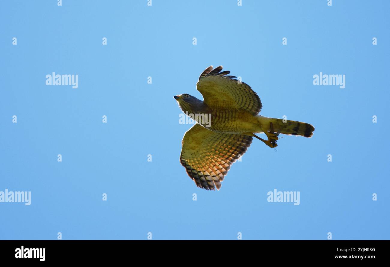 Roadside Hawk (Rupornis magnirostris Stock Photo - Alamy