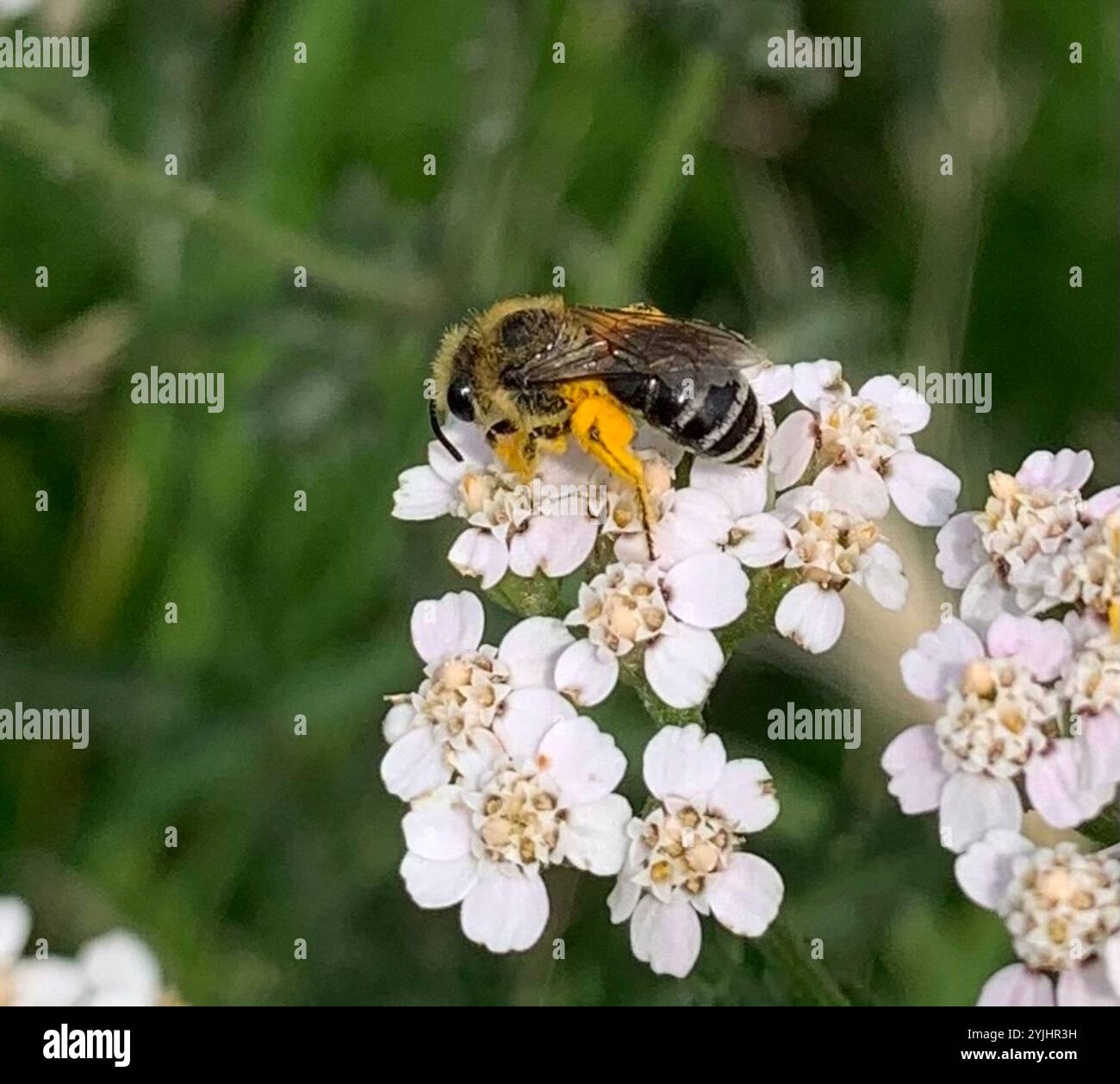 Cellophane Bees (Colletes Stock Photo - Alamy