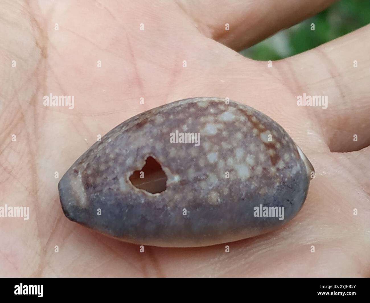 Snakehead Cowrie (Monetaria caputserpentis Stock Photo - Alamy