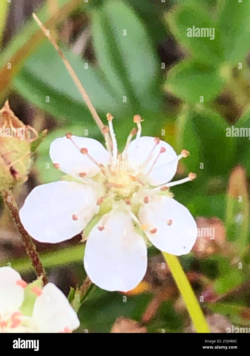 three-toothed cinquefoil (Sibbaldiopsis tridentata Stock Photo - Alamy