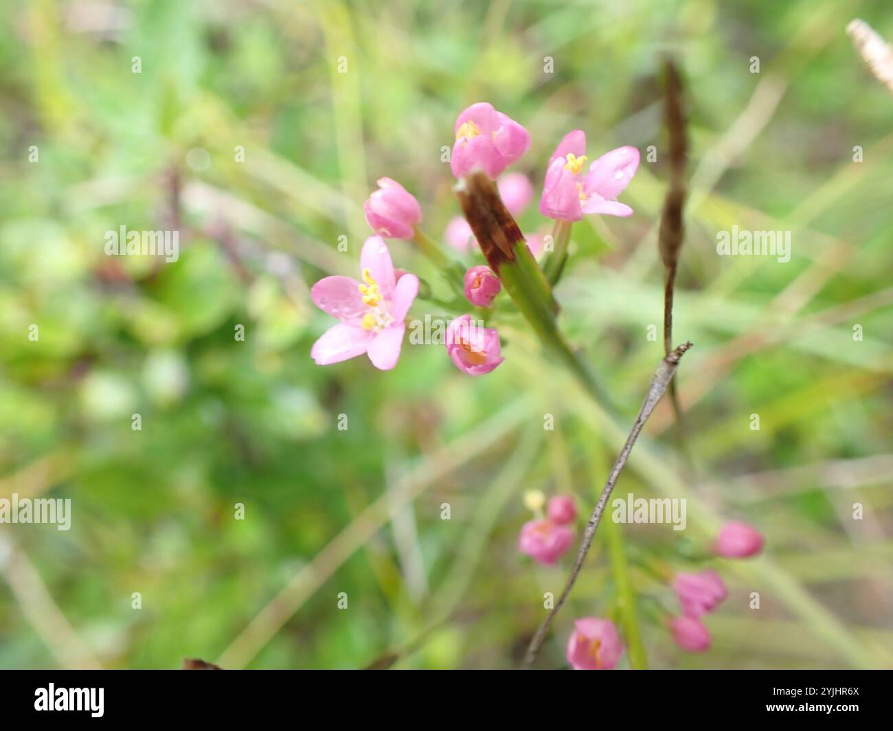 Common centaury (Centaurium erythraea Stock Photo - Alamy