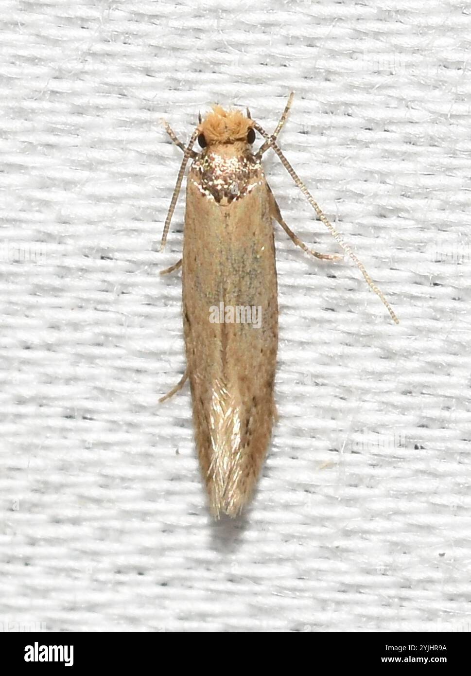 Curved-lined Homostinea Moth (Homostinea curviliniella Stock Photo - Alamy