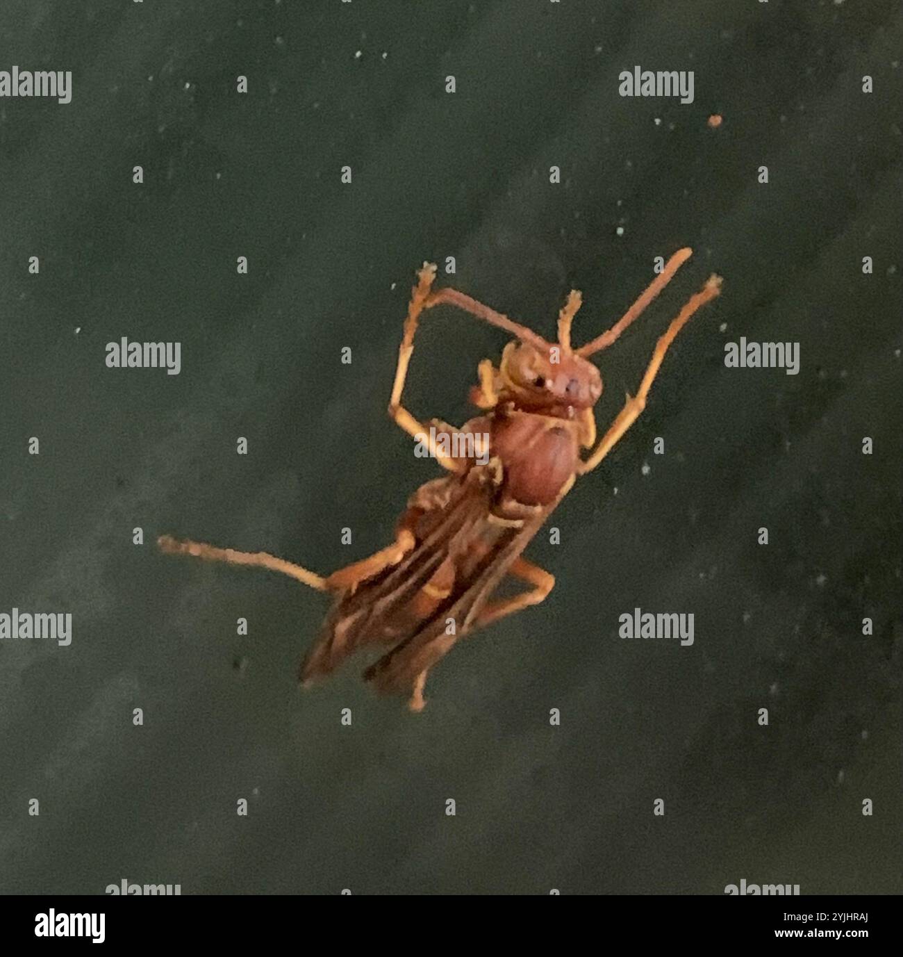 Southern Paper Wasp (Polistes bellicosus Stock Photo - Alamy