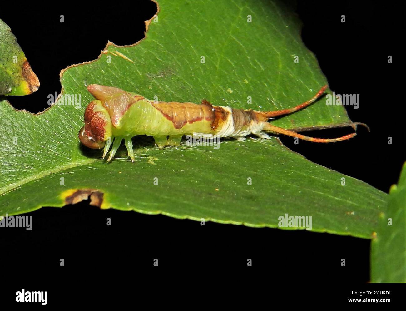 White Furcula Moth (Furcula borealis Stock Photo - Alamy