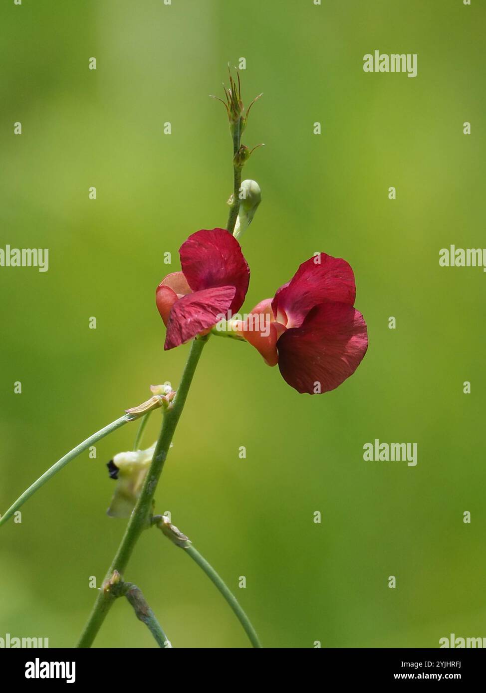 Phasey Bean (Macroptilium lathyroides Stock Photo - Alamy