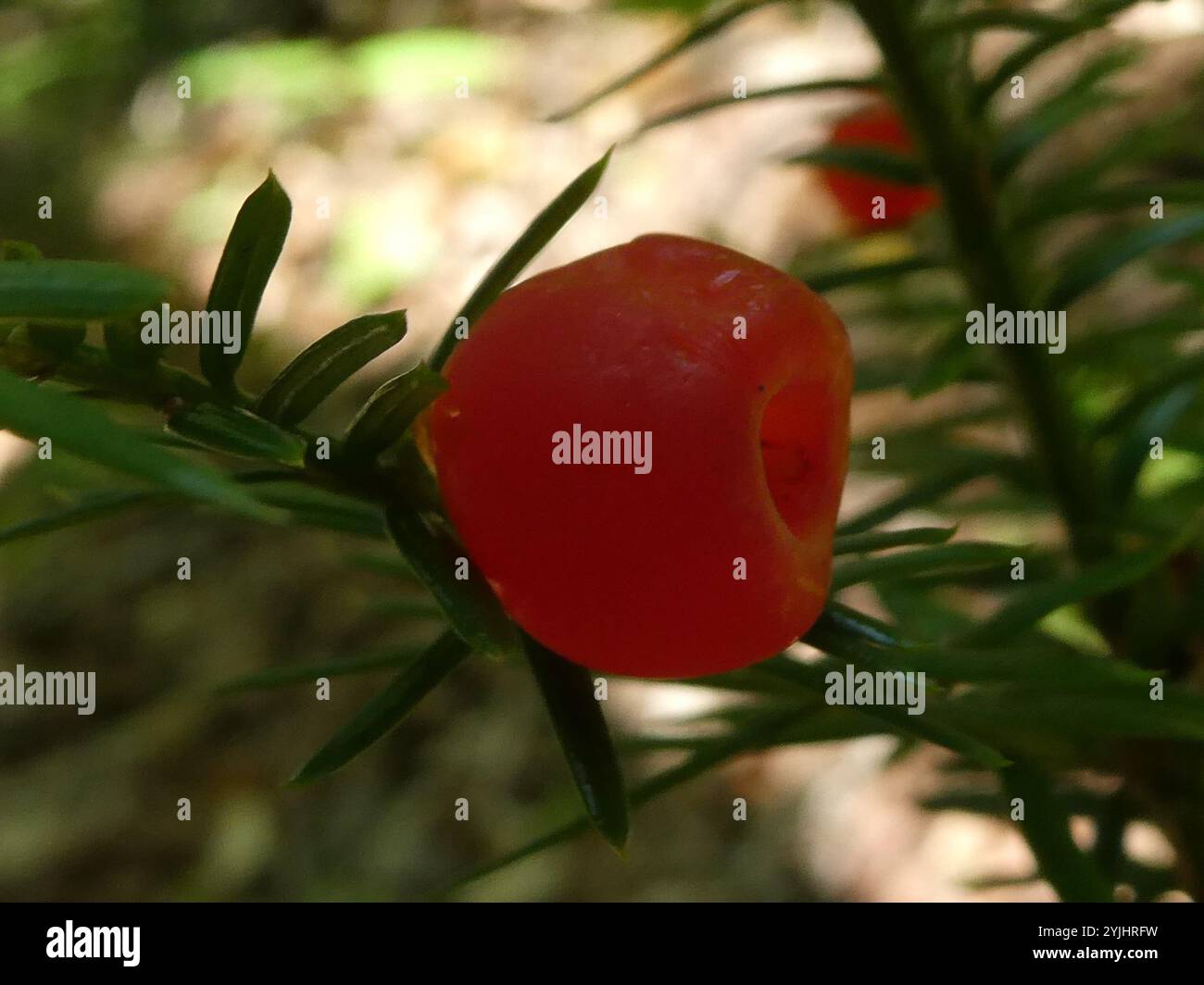 Canada yew (Taxus canadensis Stock Photo - Alamy