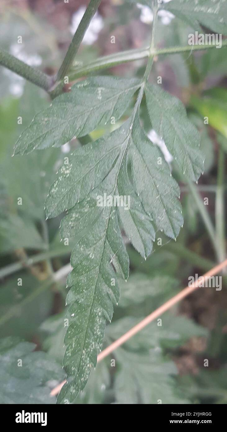 hedge parslies (Torilis Stock Photo - Alamy