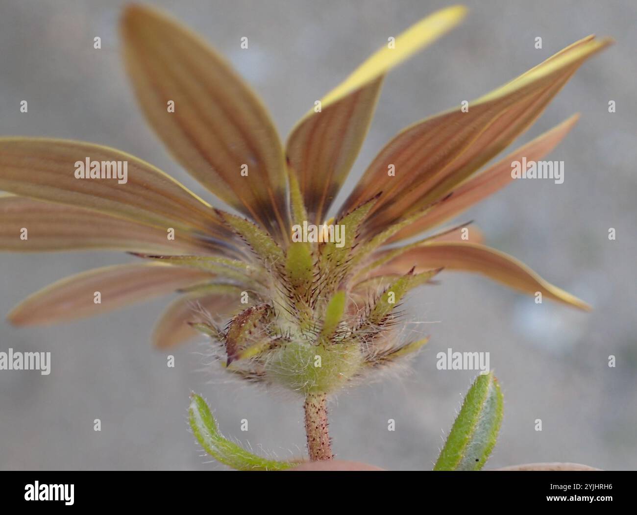 Gorteria diffusa diffusa hi-res stock photography and images - Alamy
