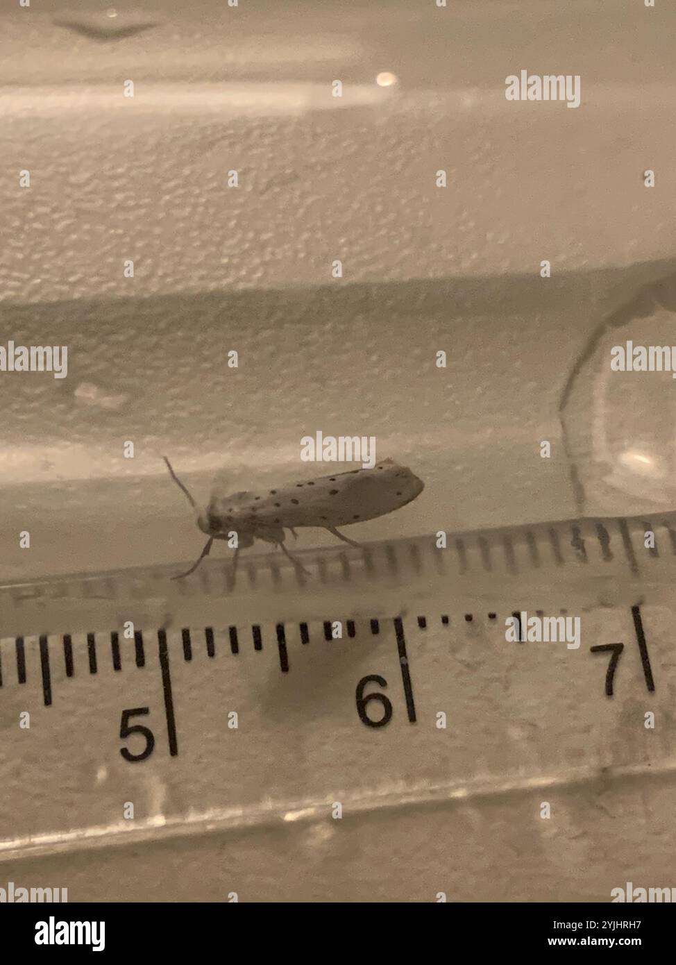 Spindle Ermine Moth (Yponomeuta cagnagella Stock Photo - Alamy