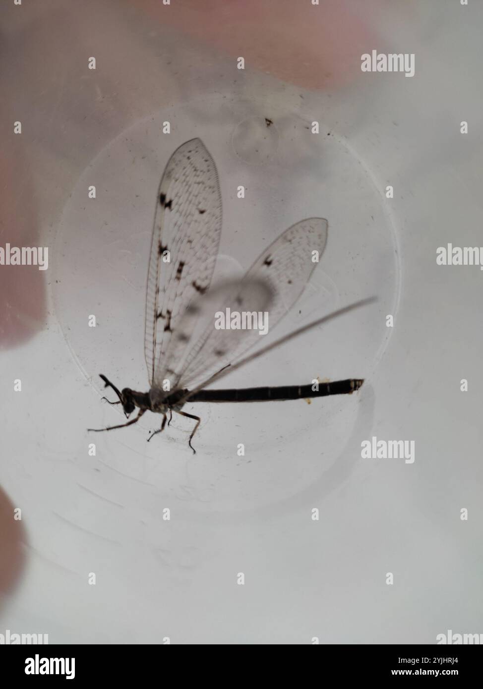 Spotted-wing antlion (Euroleon nostras Stock Photo - Alamy