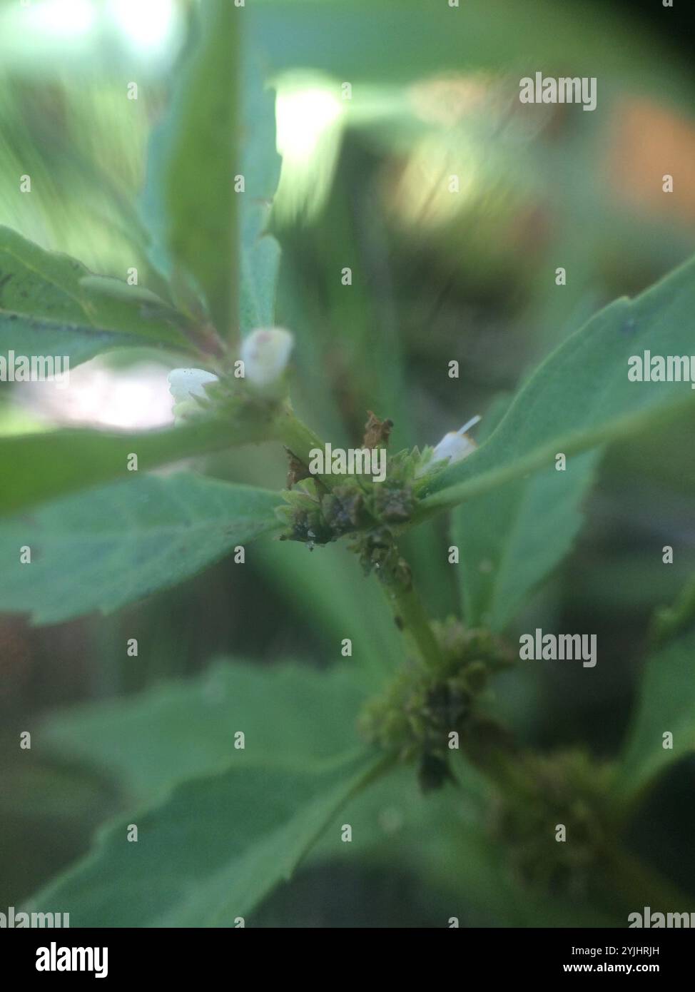 northern bugleweed (Lycopus uniflorus Stock Photo - Alamy