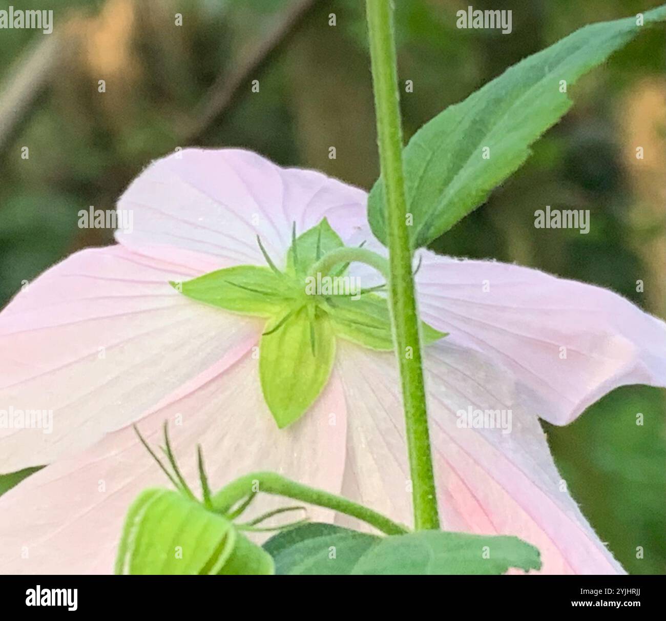 Saltmarsh mallow (Kosteletzkya pentacarpos Stock Photo - Alamy