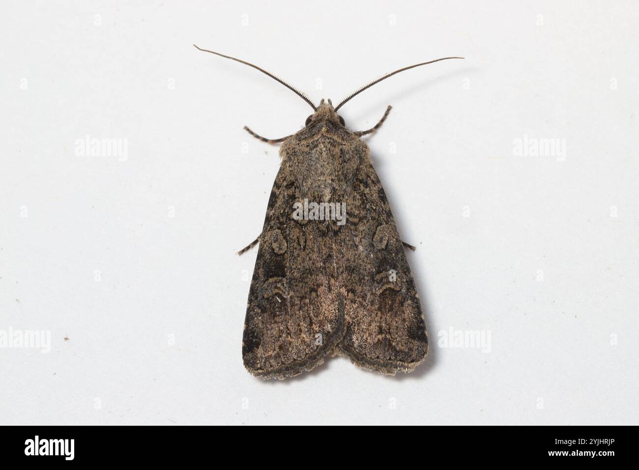 Glassy Cutworm Moth (Apamea devastator Stock Photo - Alamy
