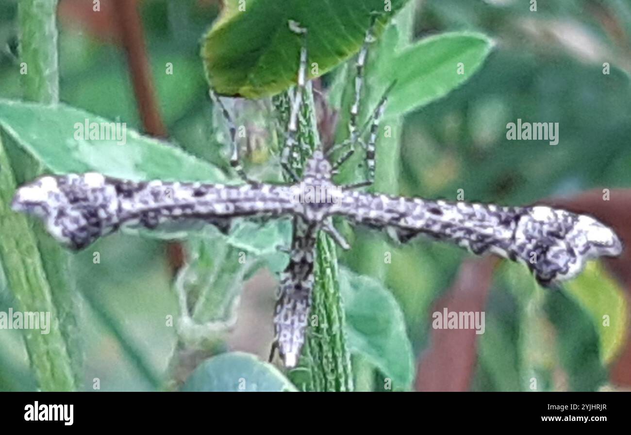 Geranium plume moth hi-res stock photography and images - Alamy