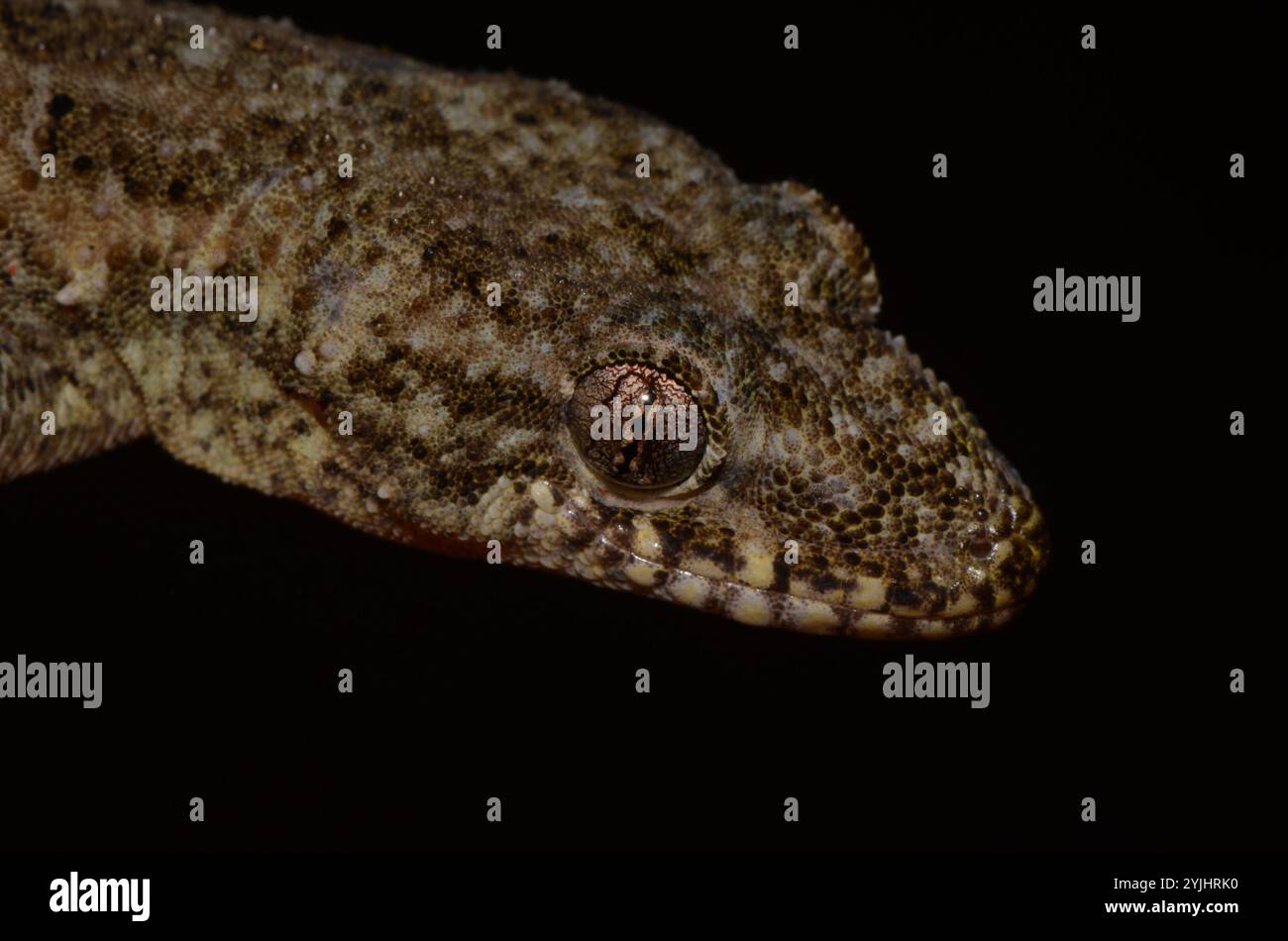 Tropical House Gecko (Hemidactylus mabouia Stock Photo - Alamy