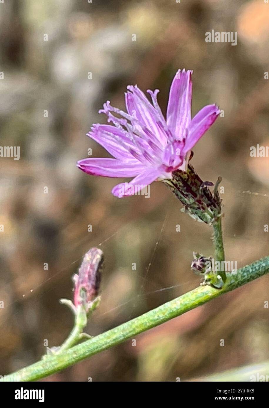 Santa Barbara Wirelettuce (Stephanomeria elata Stock Photo - Alamy