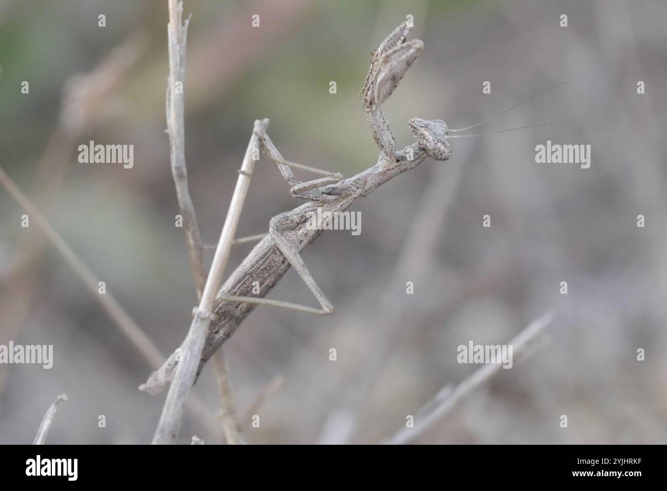 Grey Mantis (Ameles decolor Stock Photo - Alamy