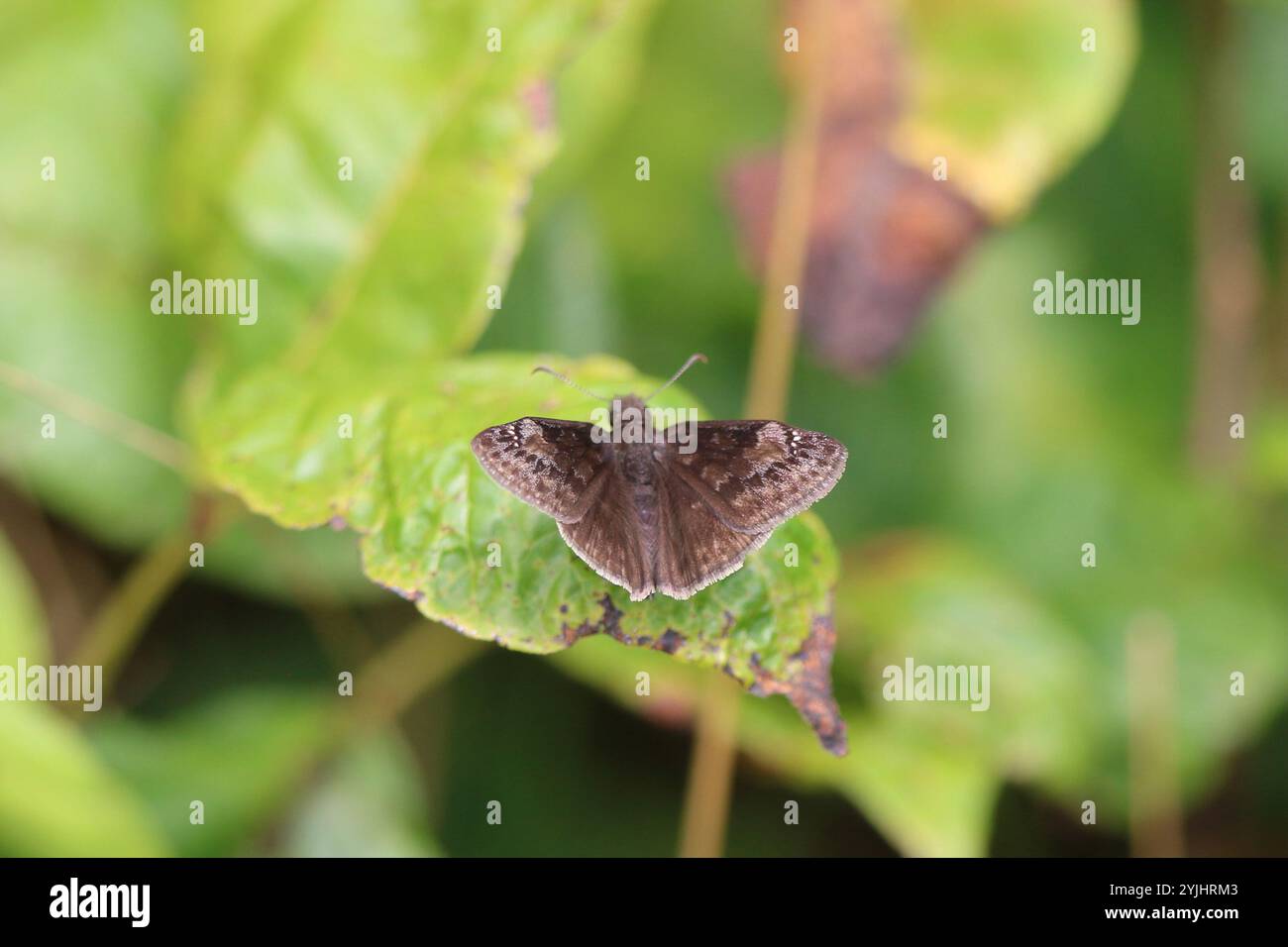 Wild Indigo Duskywing (Erynnis baptisiae Stock Photo - Alamy