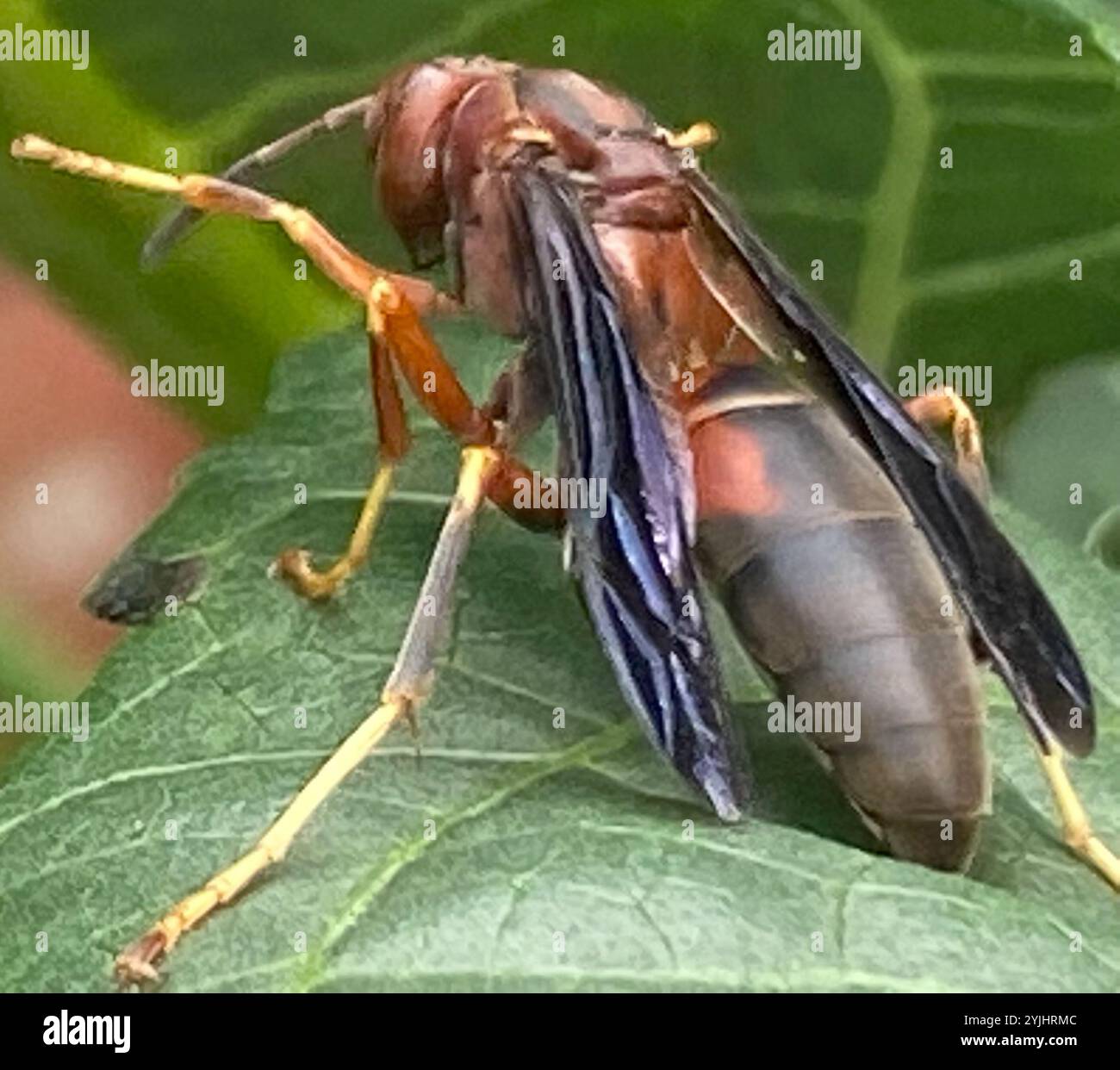 Metric Paper Wasp (Polistes metricus Stock Photo - Alamy