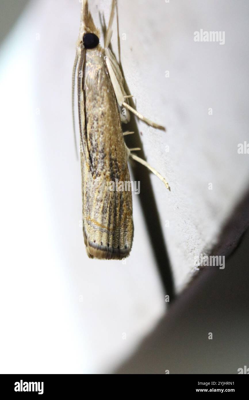 Bluegrass webworm moth hi-res stock photography and images - Alamy
