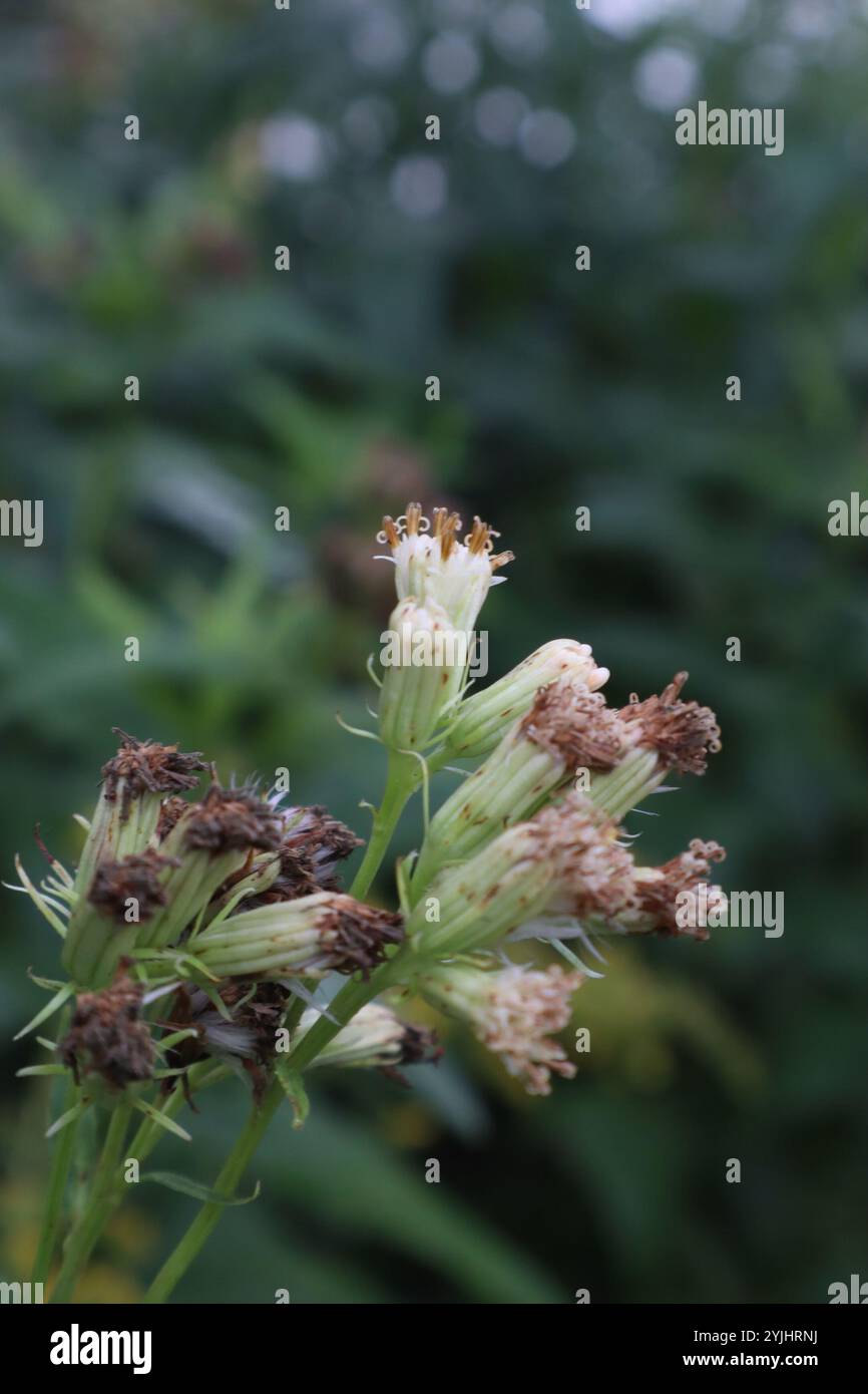False Indian Plantain (Hasteola suaveolens Stock Photo - Alamy