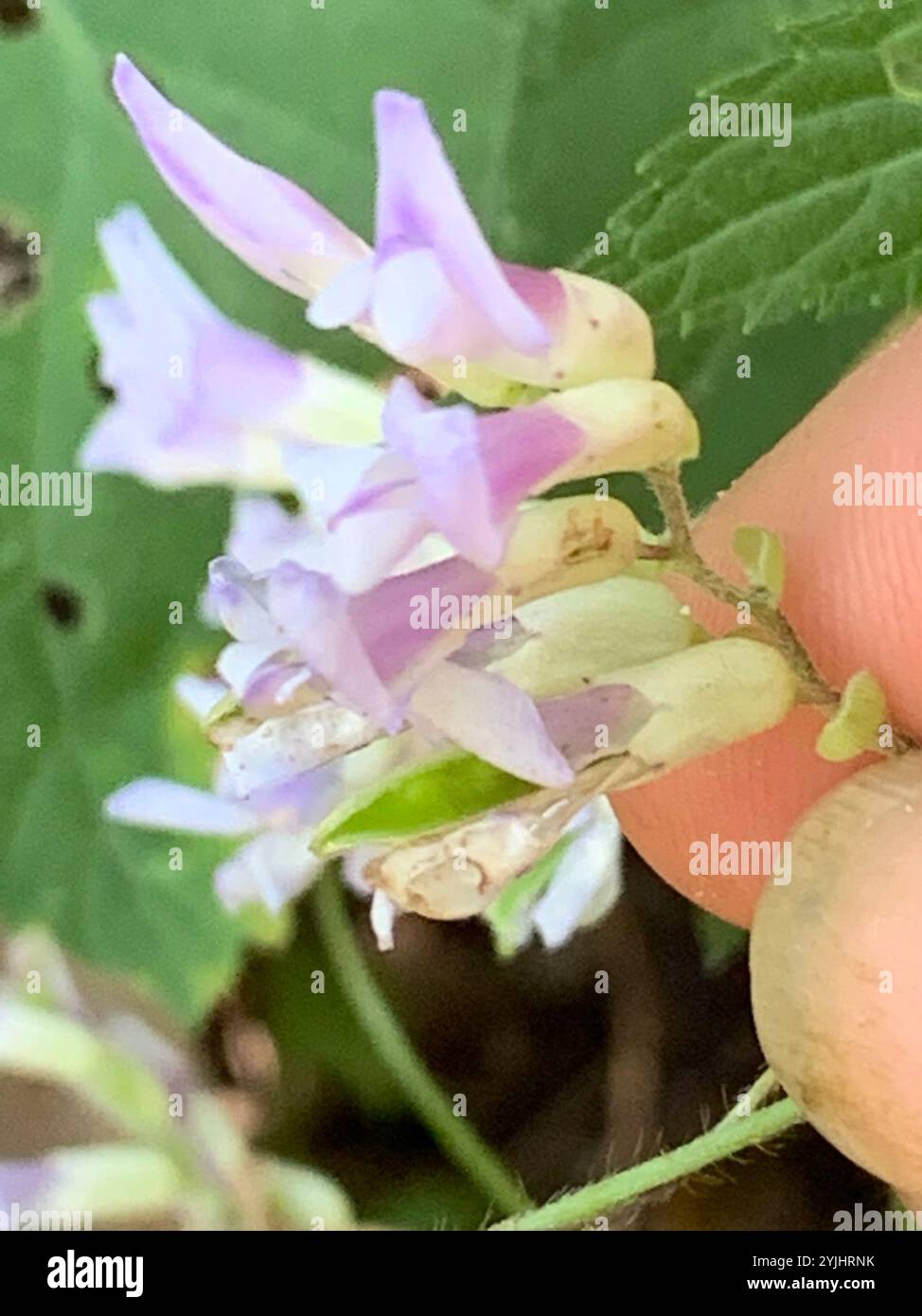 American hog-peanut (Amphicarpaea bracteata Stock Photo - Alamy