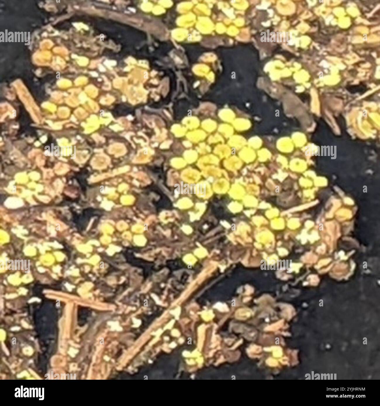 water spangles (Salvinia minima Stock Photo - Alamy