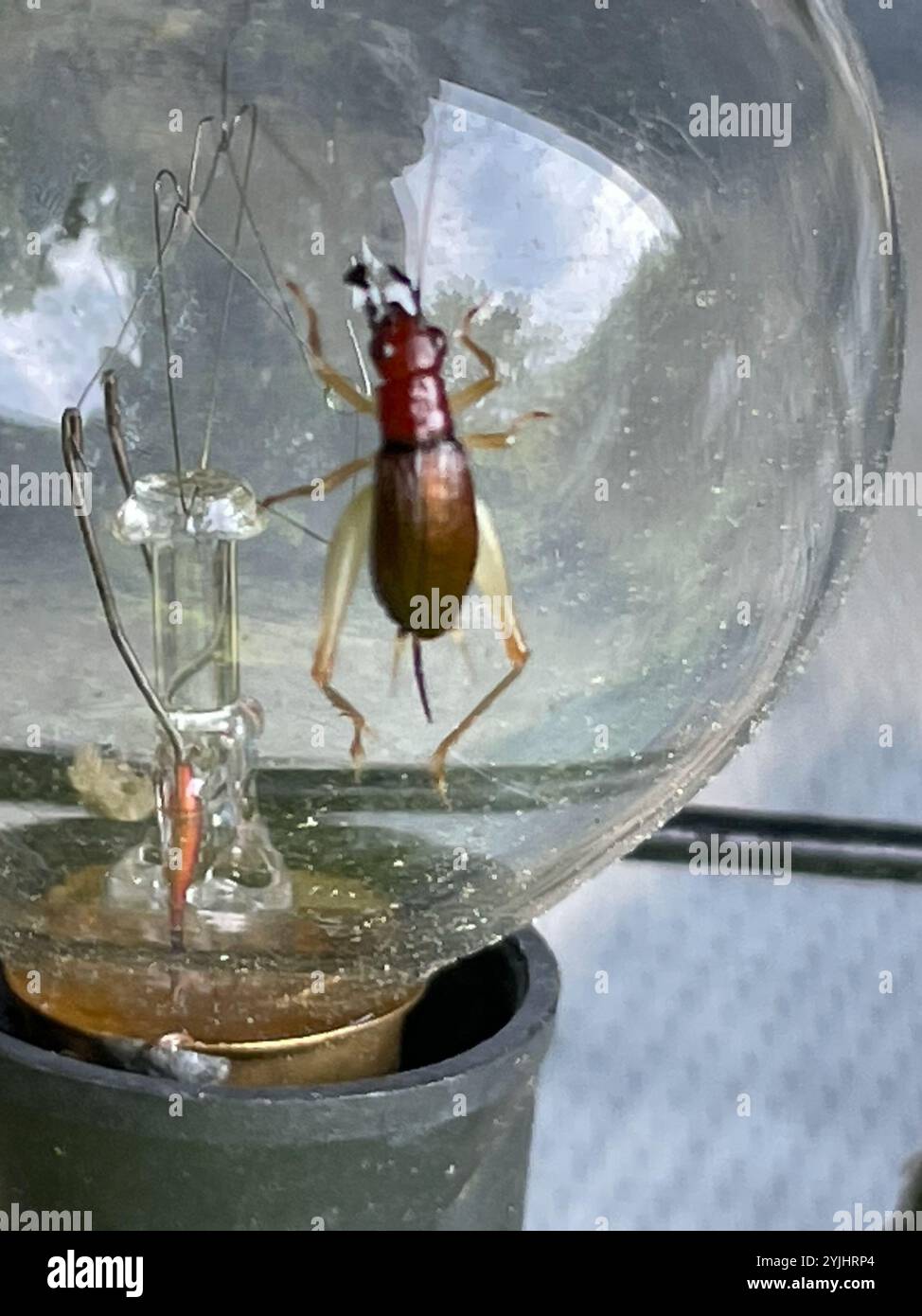 Red-headed Bush Cricket (Phyllopalpus pulchellus Stock Photo - Alamy