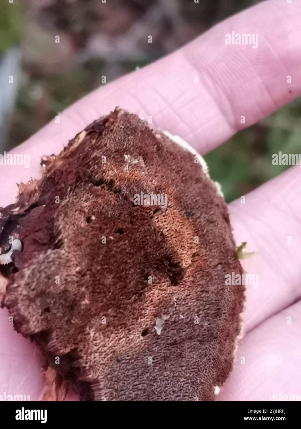 Alder Bracket (Mensularia radiata Stock Photo - Alamy