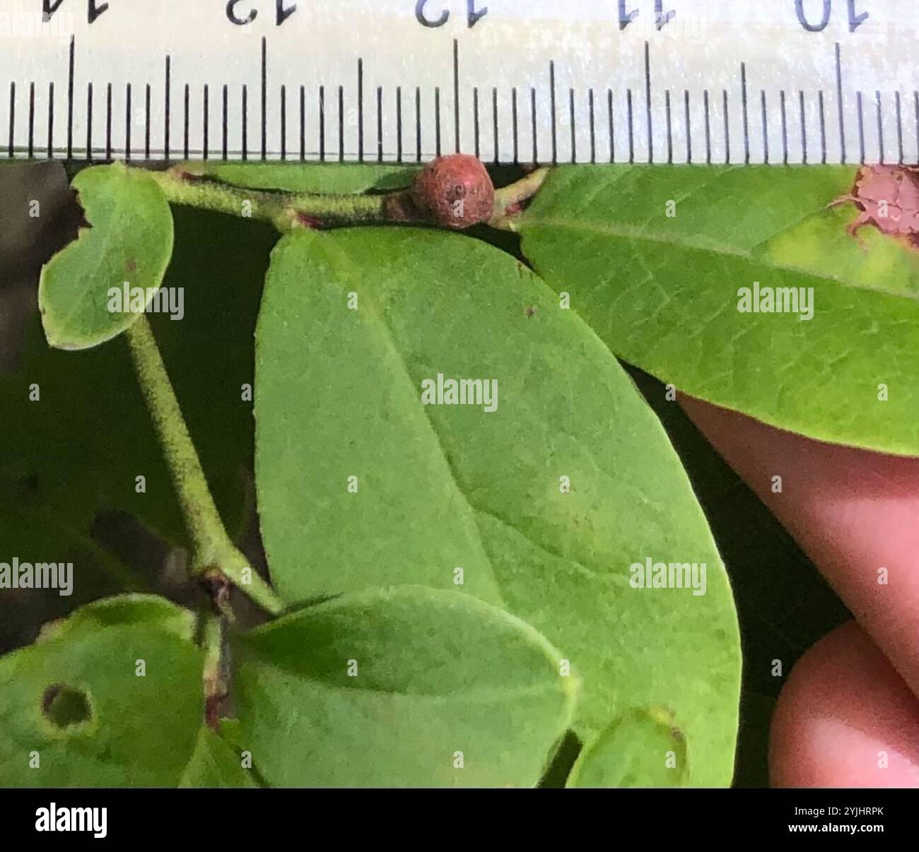Blueberry Stem Gall Wasp (Hemadas nubilipennis Stock Photo - Alamy