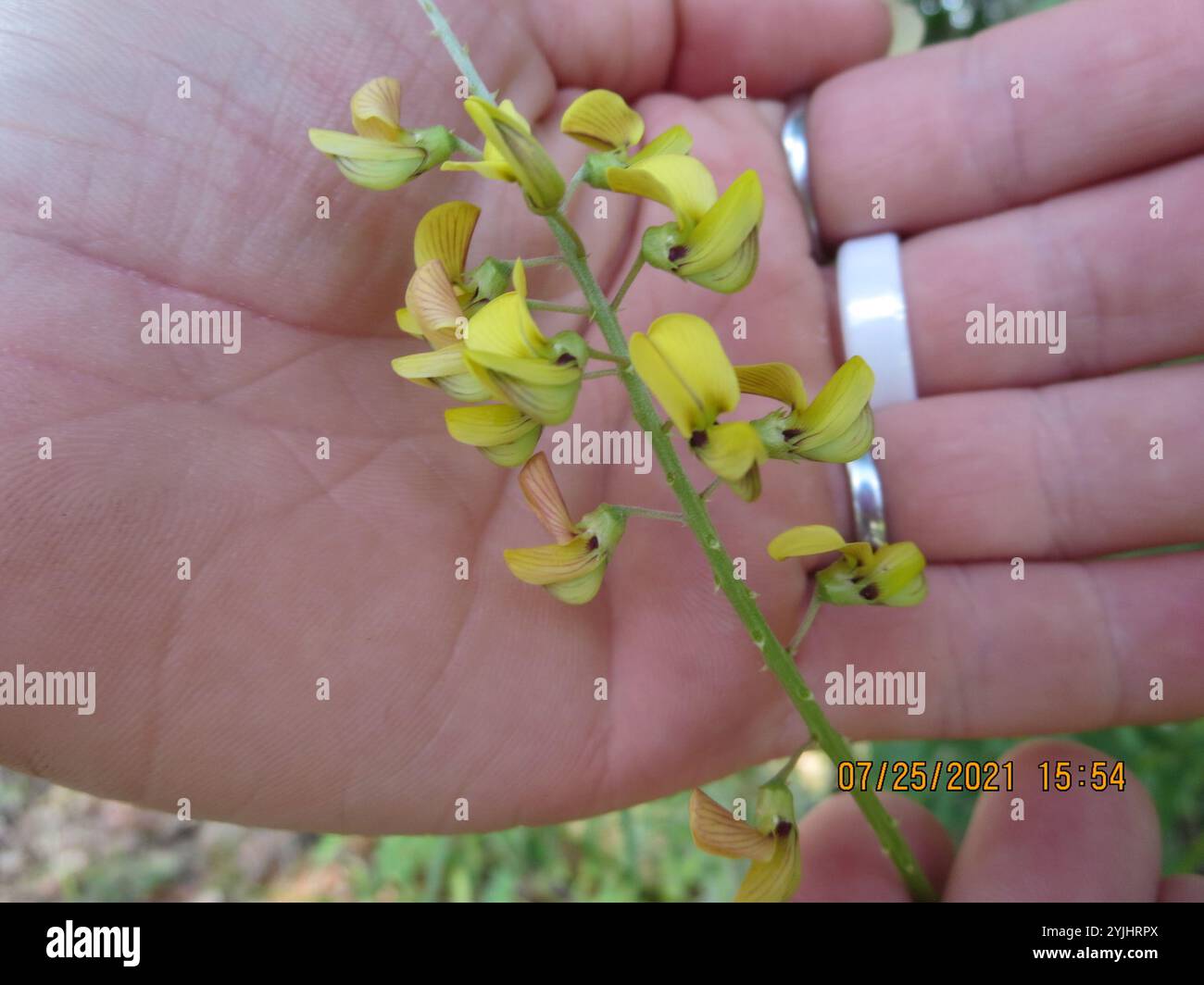 lanceleaf rattlebox (Crotalaria lanceolata Stock Photo - Alamy