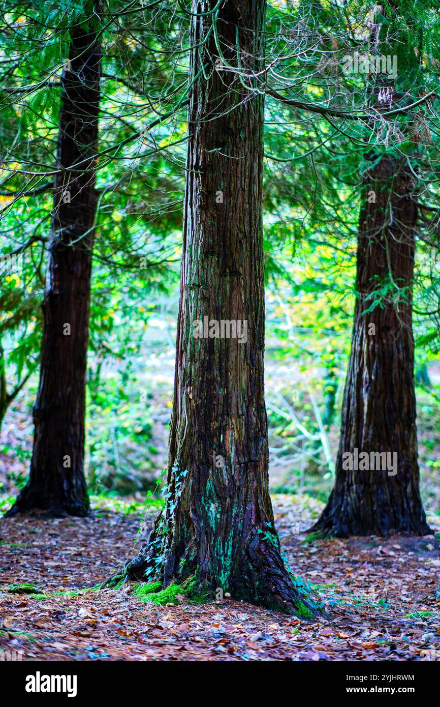 view of cypress tree trunks in the Ucieda forest. The scene captures ...