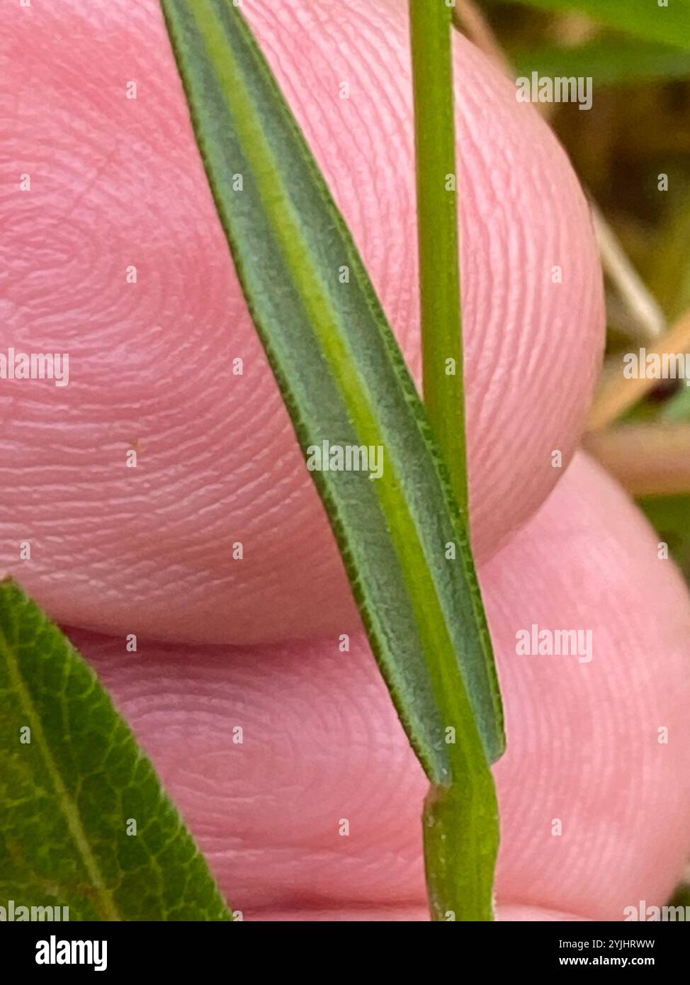 alpine bistort (Bistorta vivipara Stock Photo - Alamy