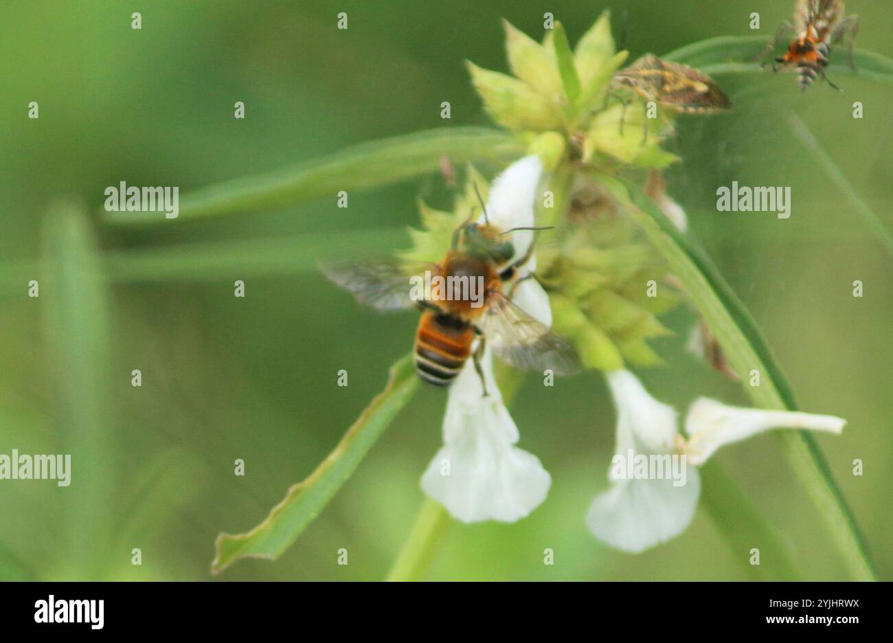 Woolly Wall Bee (Megachile lanata Stock Photo - Alamy