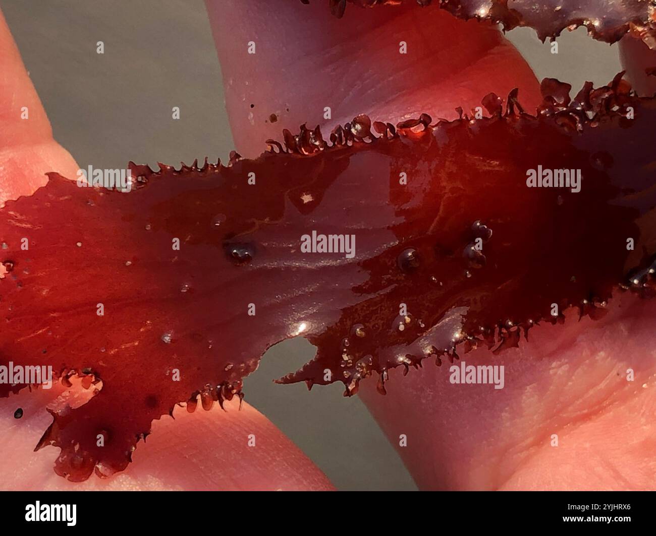 Cryptopleura ruprechtiana hi-res stock photography and images - Alamy