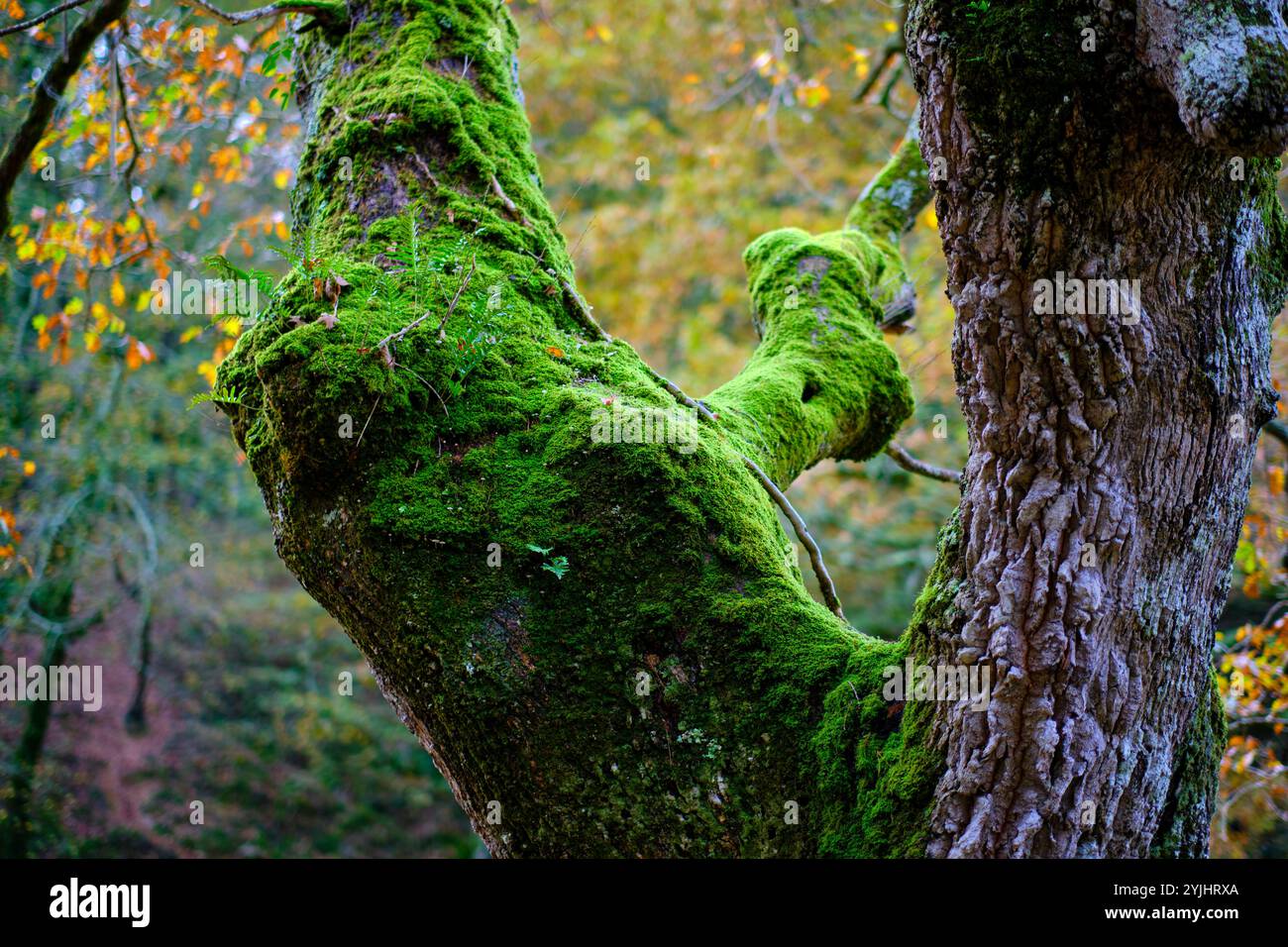Moss-Covered Beech Tree in Ucieda Forest, Cabuerniga Valley, Spain ...