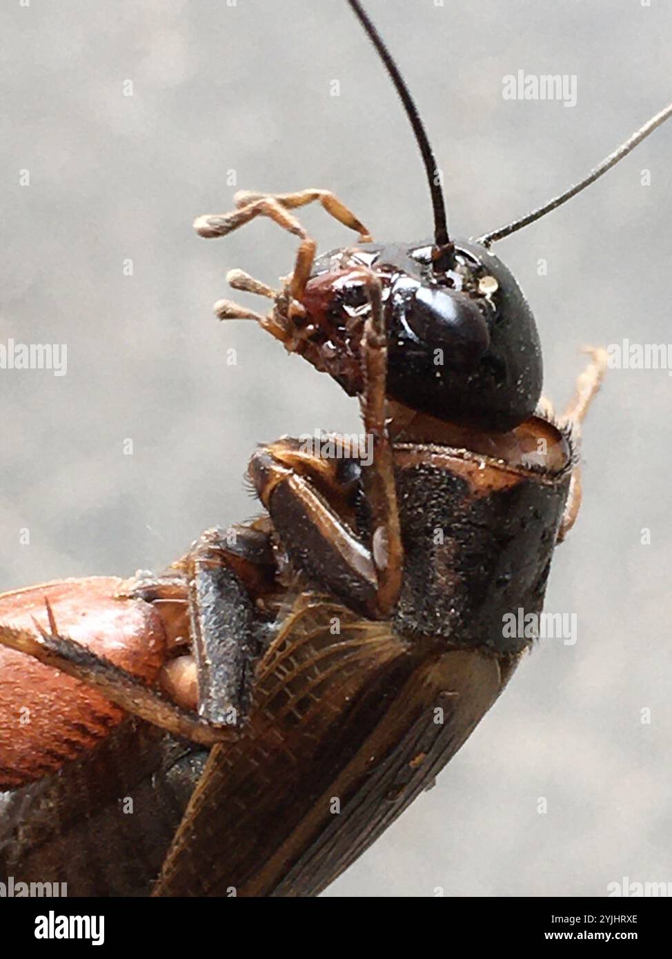 Fall Field Cricket (Gryllus pennsylvanicus Stock Photo - Alamy