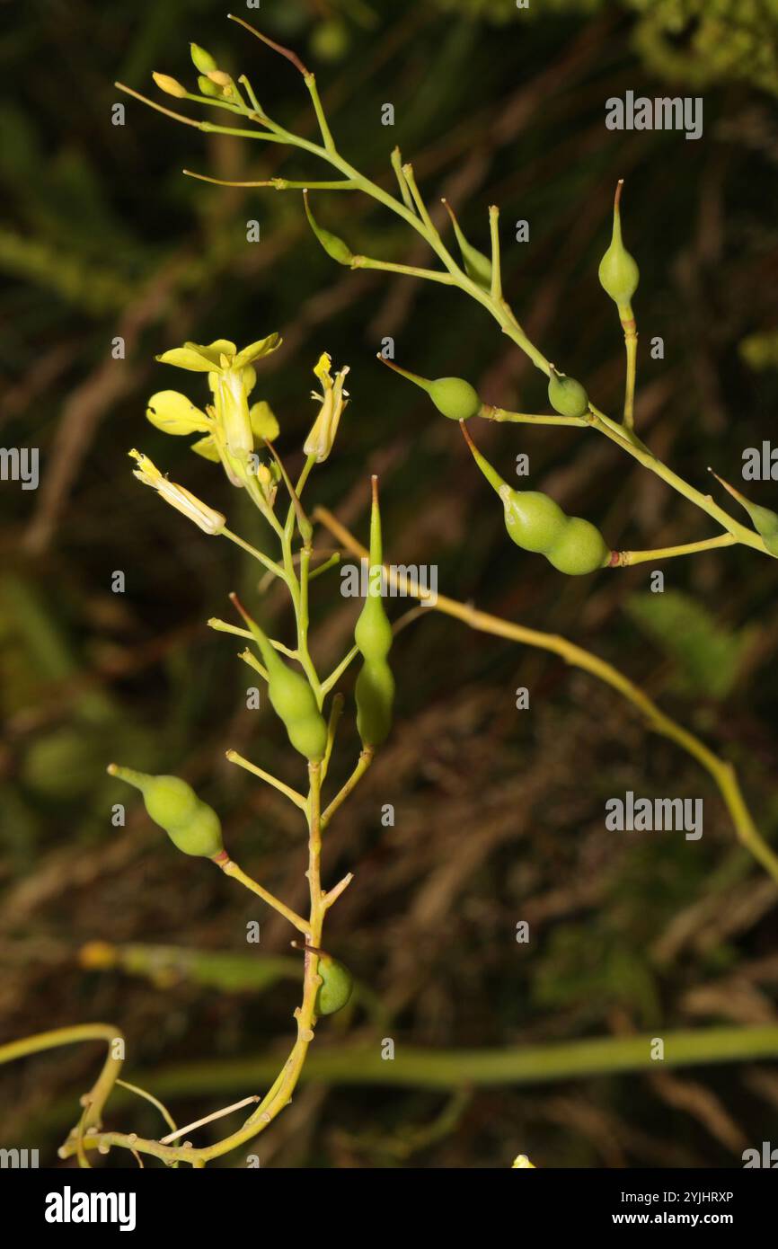 Mediterranean Radish (Raphanus raphanistrum landra Stock Photo - Alamy