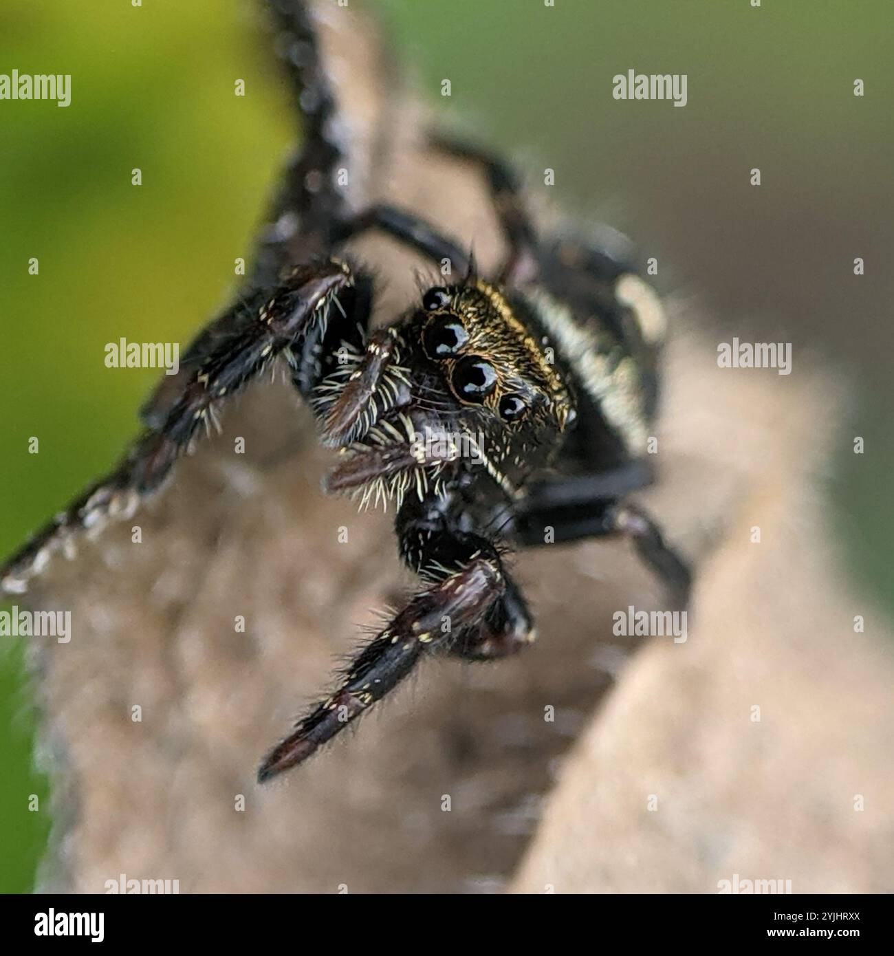 Bold Jumping Spider (Phidippus audax Stock Photo - Alamy