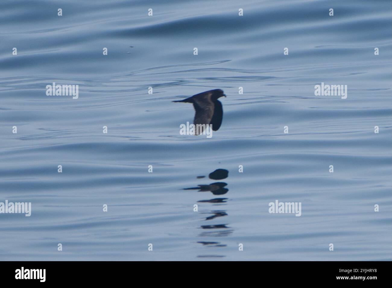 Northern Storm-Petrels (Hydrobates Stock Photo - Alamy