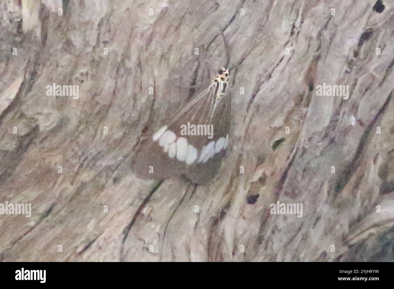 Asian Magpie Moth (Nyctemera baulus Stock Photo - Alamy