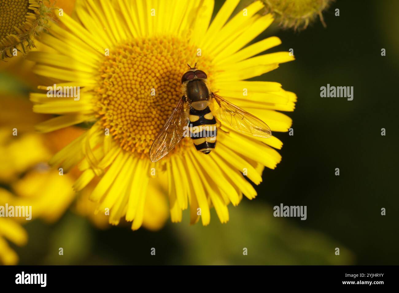 Common Flower Flies (Syrphus Stock Photo - Alamy