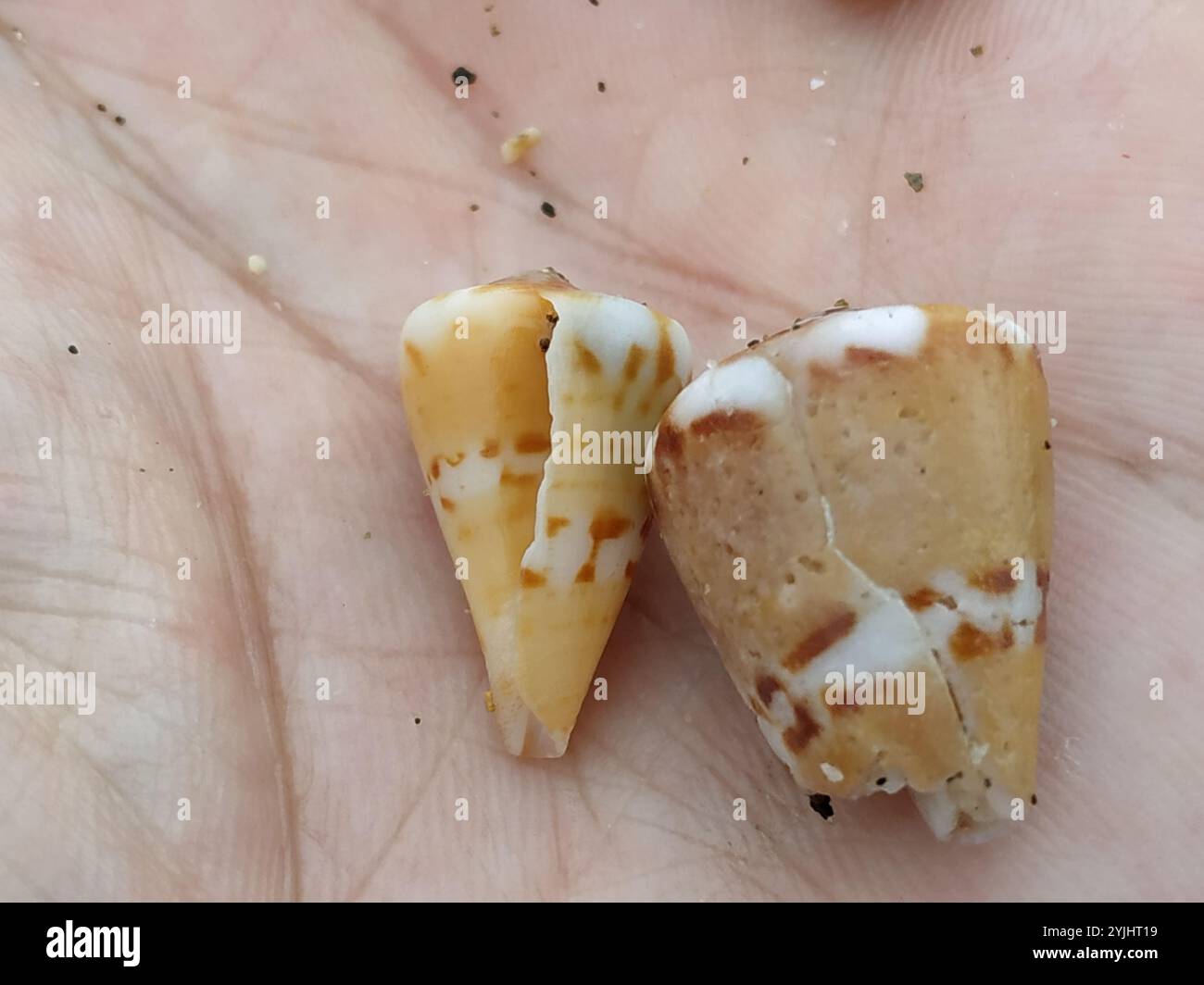 The Captain Cone (Conus capitaneus Stock Photo - Alamy