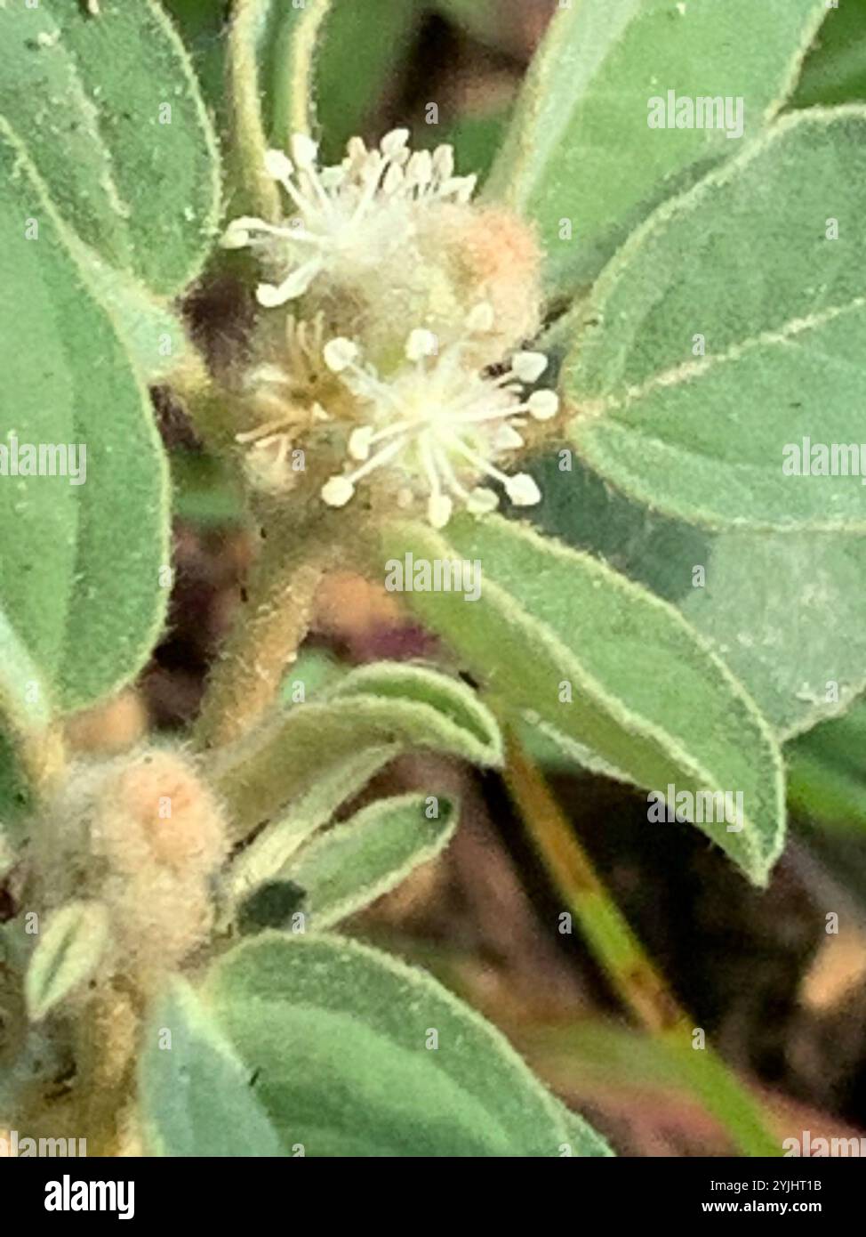 Croton capitatus hi-res stock photography and images - Alamy