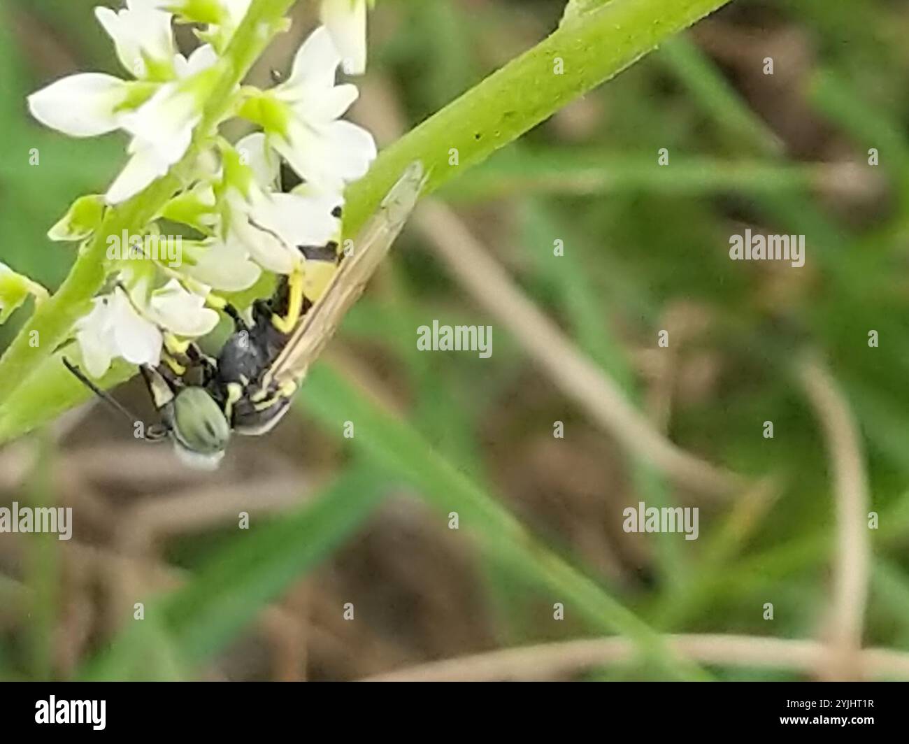 Monodonta hi-res stock photography and images - Alamy